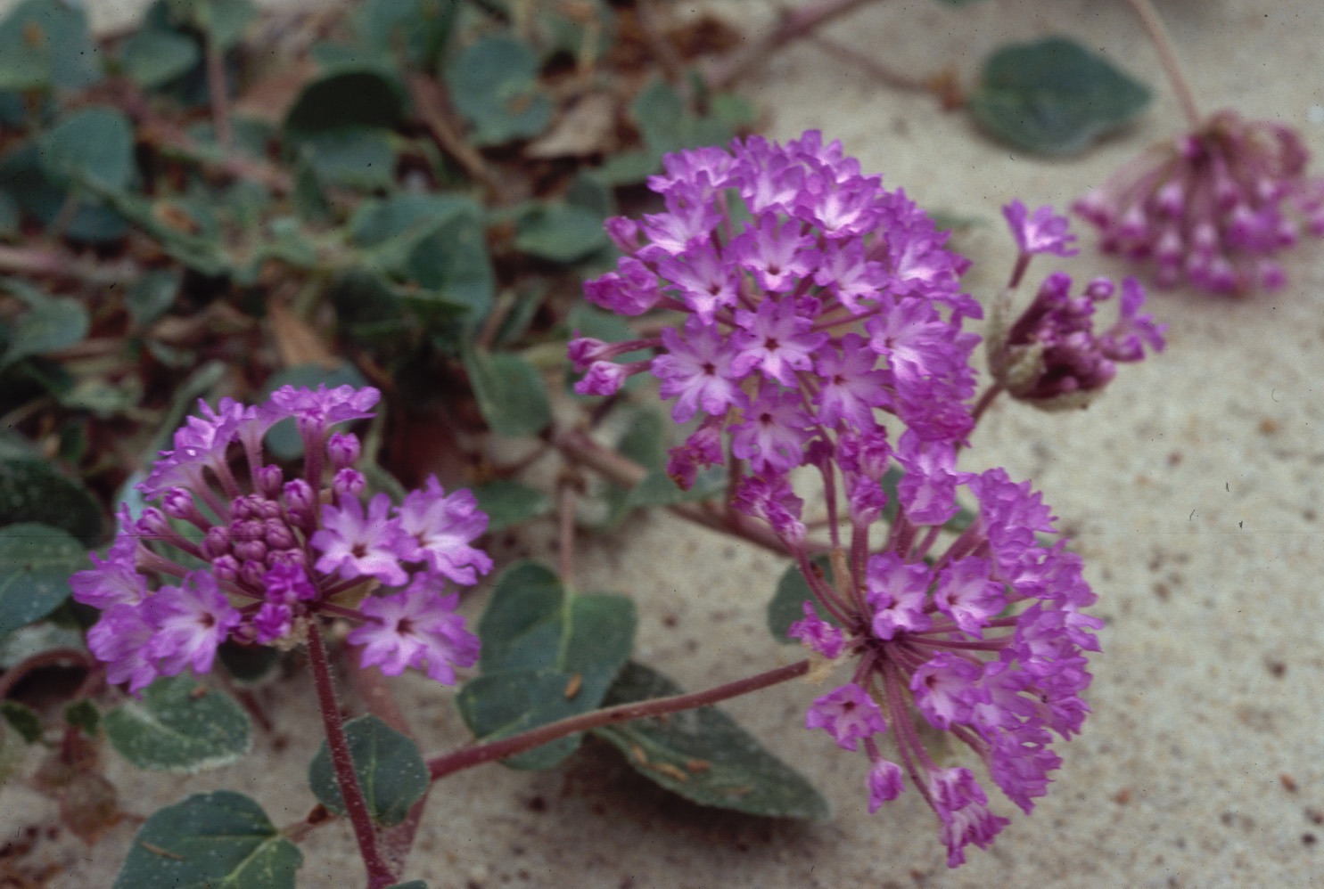 Find Rare Plants In Your Area Center For Plant Conservation